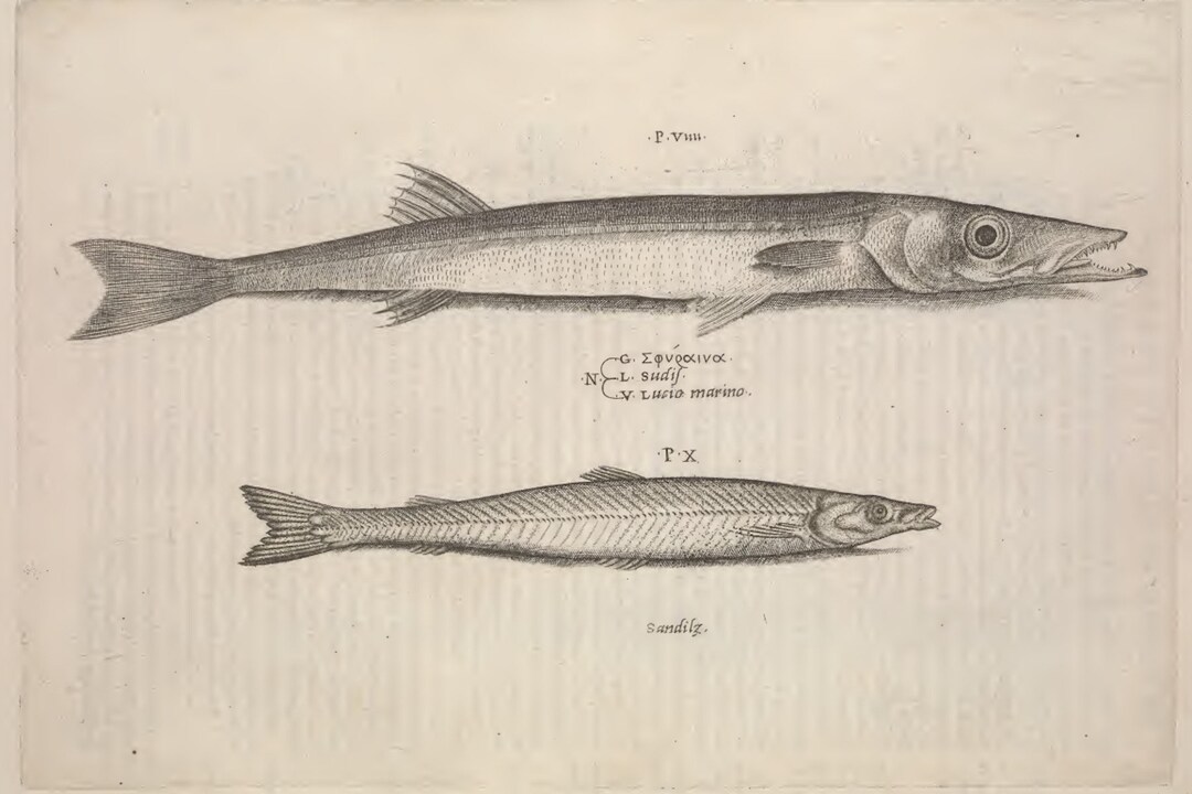 Vintage Scientific Drawing of Fish - Etsy