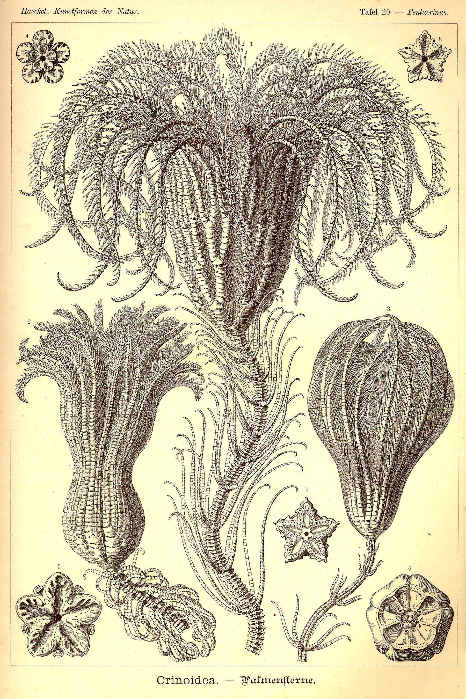 Crinoids Also Known as Sea Lilies or Feather Stars Digital Download of ...