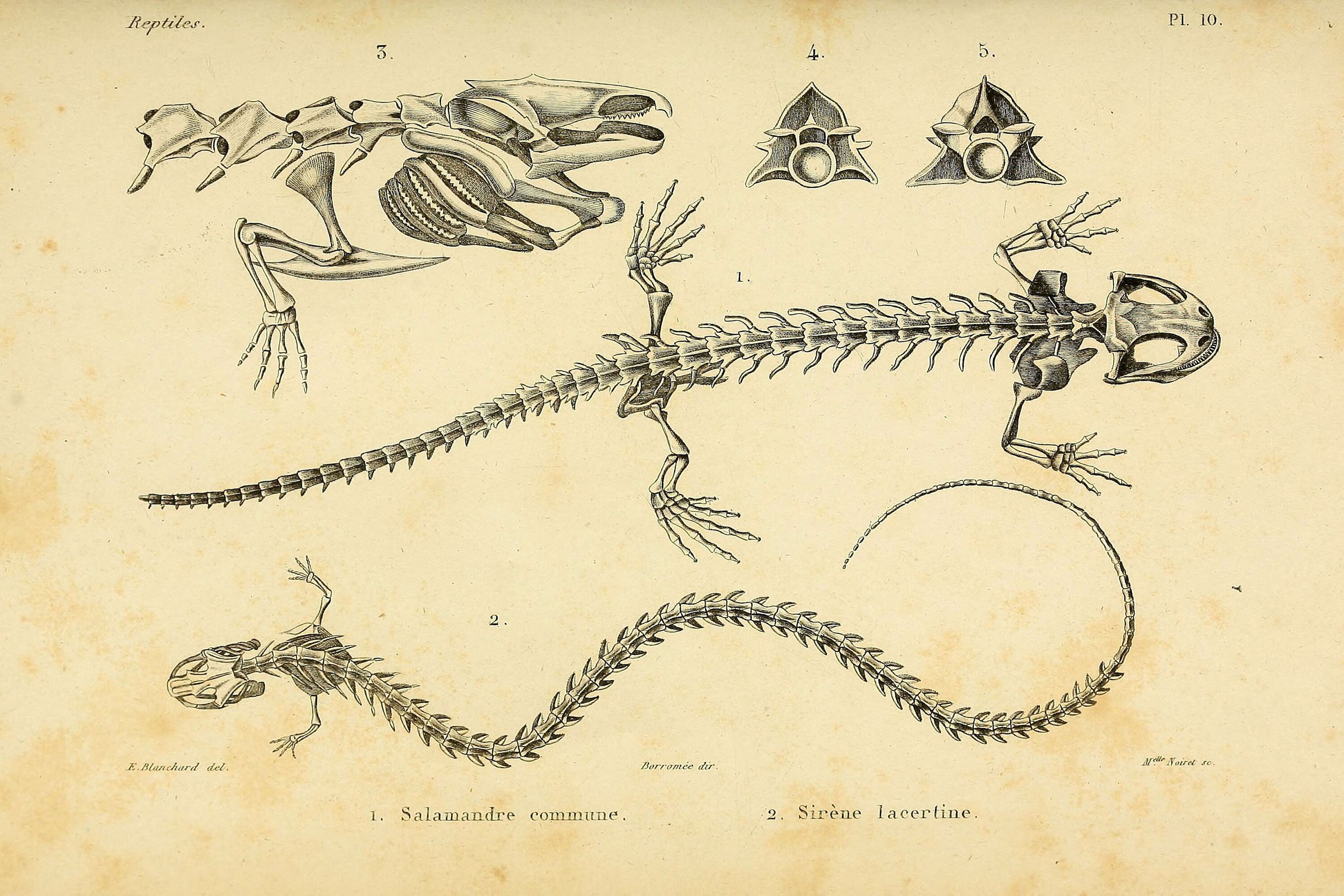 Vintage Drawing of Reptile Skeletons Including Salamander Digital ...