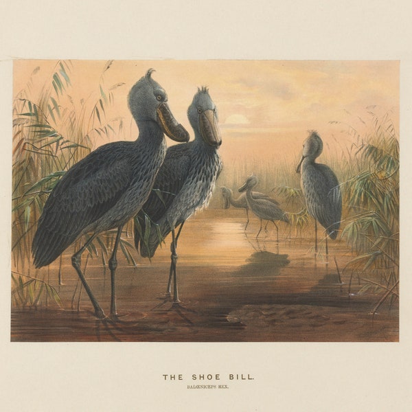 Shoebill Art - Etsy