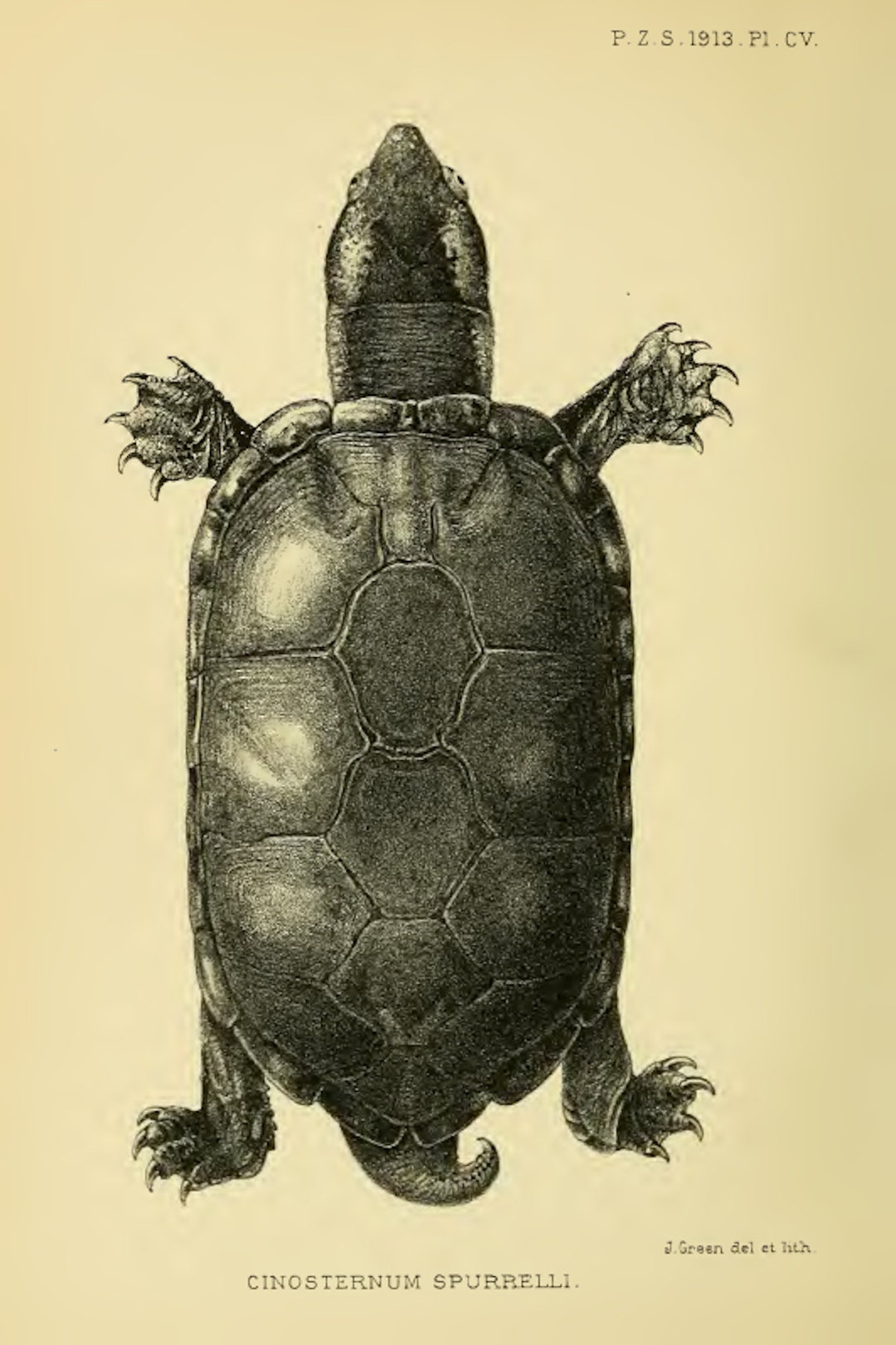Dibujo frontal y posterior de Turtle Vintage - Etsy México