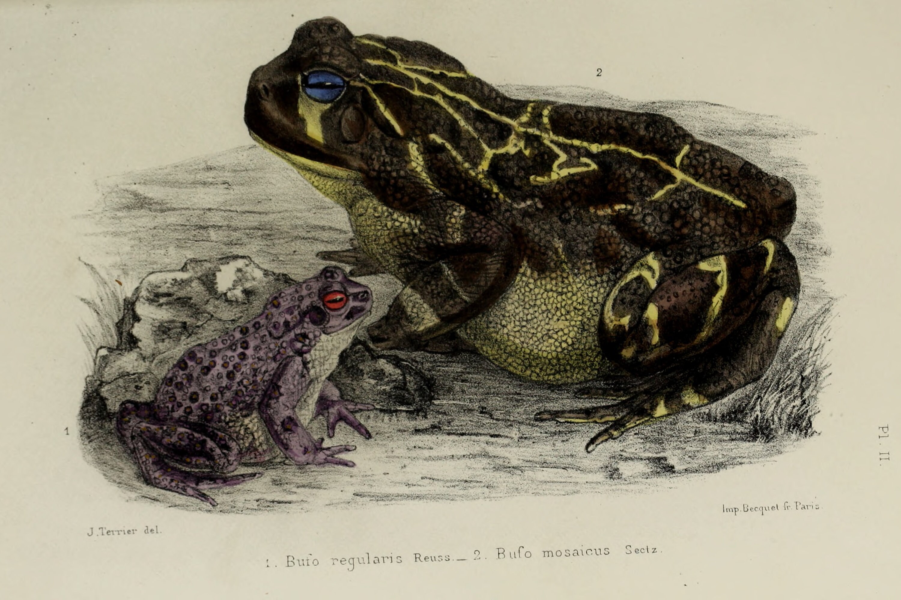 Vintage Drawing of Two Toad Species - Etsy