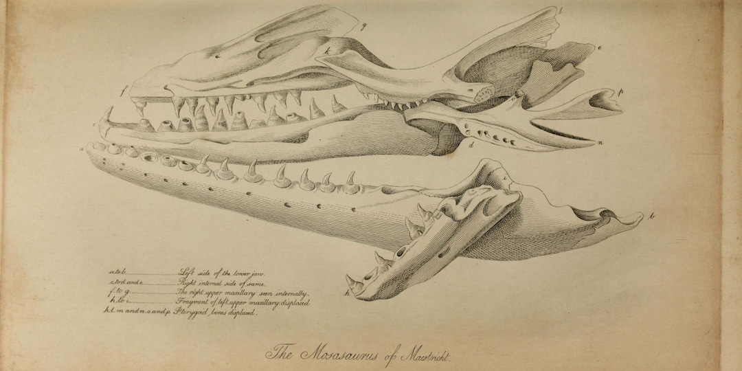 Vintage Scientific Drawing of Mosasaurus Fossil Skull - Etsy