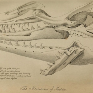 Vintage Scientific Drawing of Mosasaurus Fossil Skull - Etsy