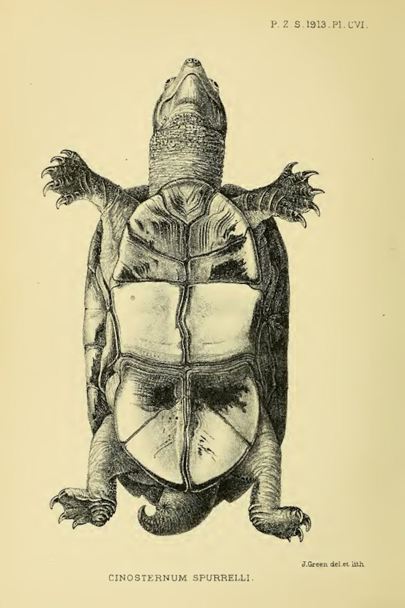 Dibujo frontal y posterior de Turtle Vintage - Etsy México