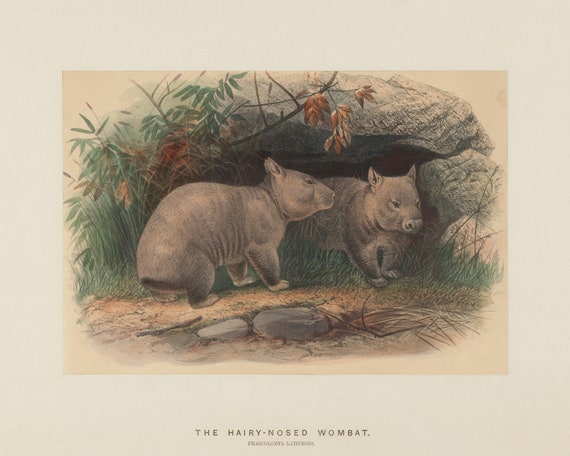Digital Download of Vintage Drawing of Wombats - Etsy