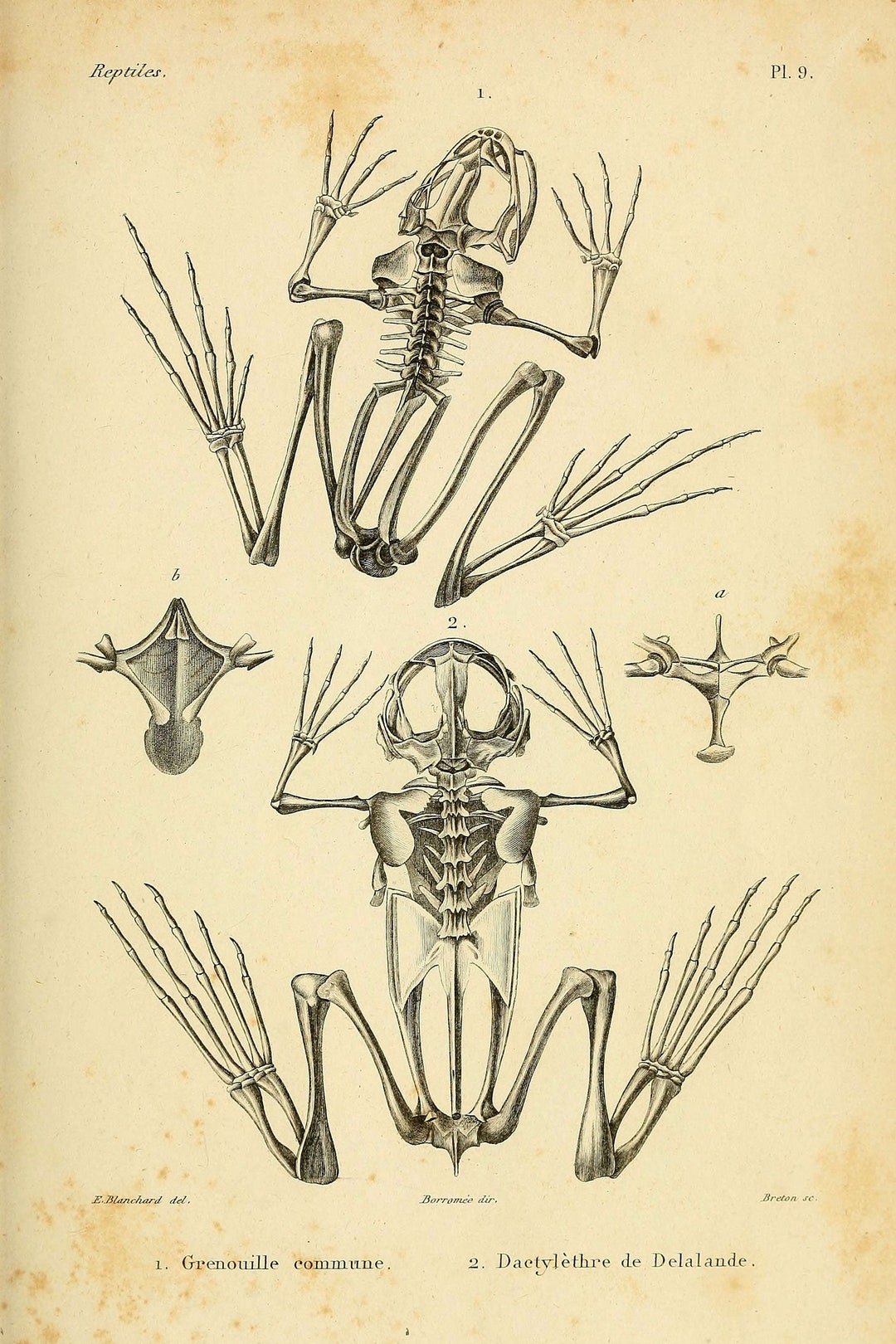 Vintage Illustration of a Frog Skeleton Digital Download - Etsy