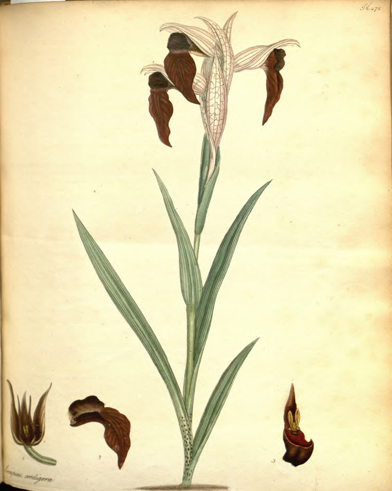 Collection of 10 Vintage Flower Drawings 31-40 - Etsy