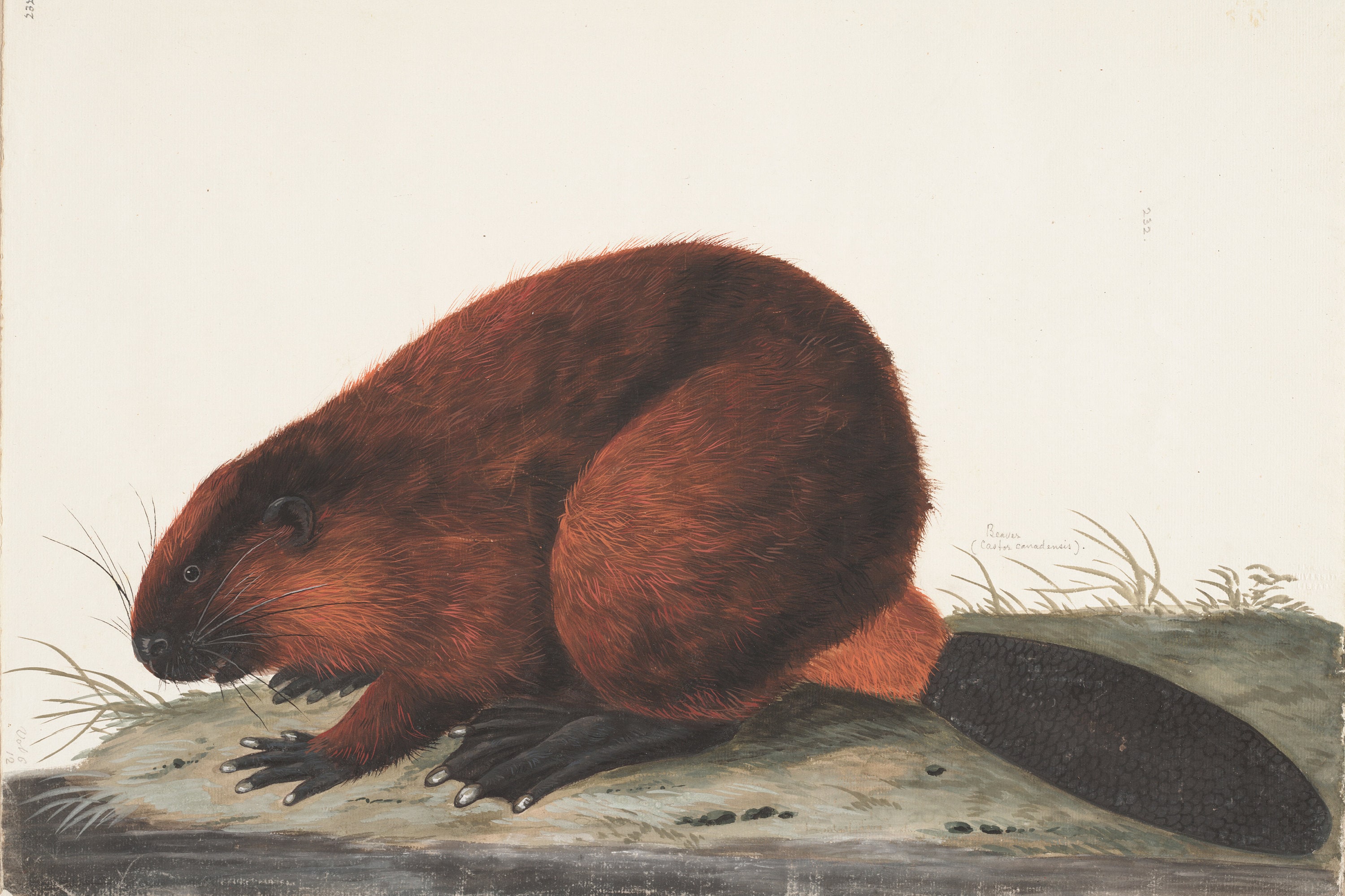Vintage Beaver Painting - Etsy