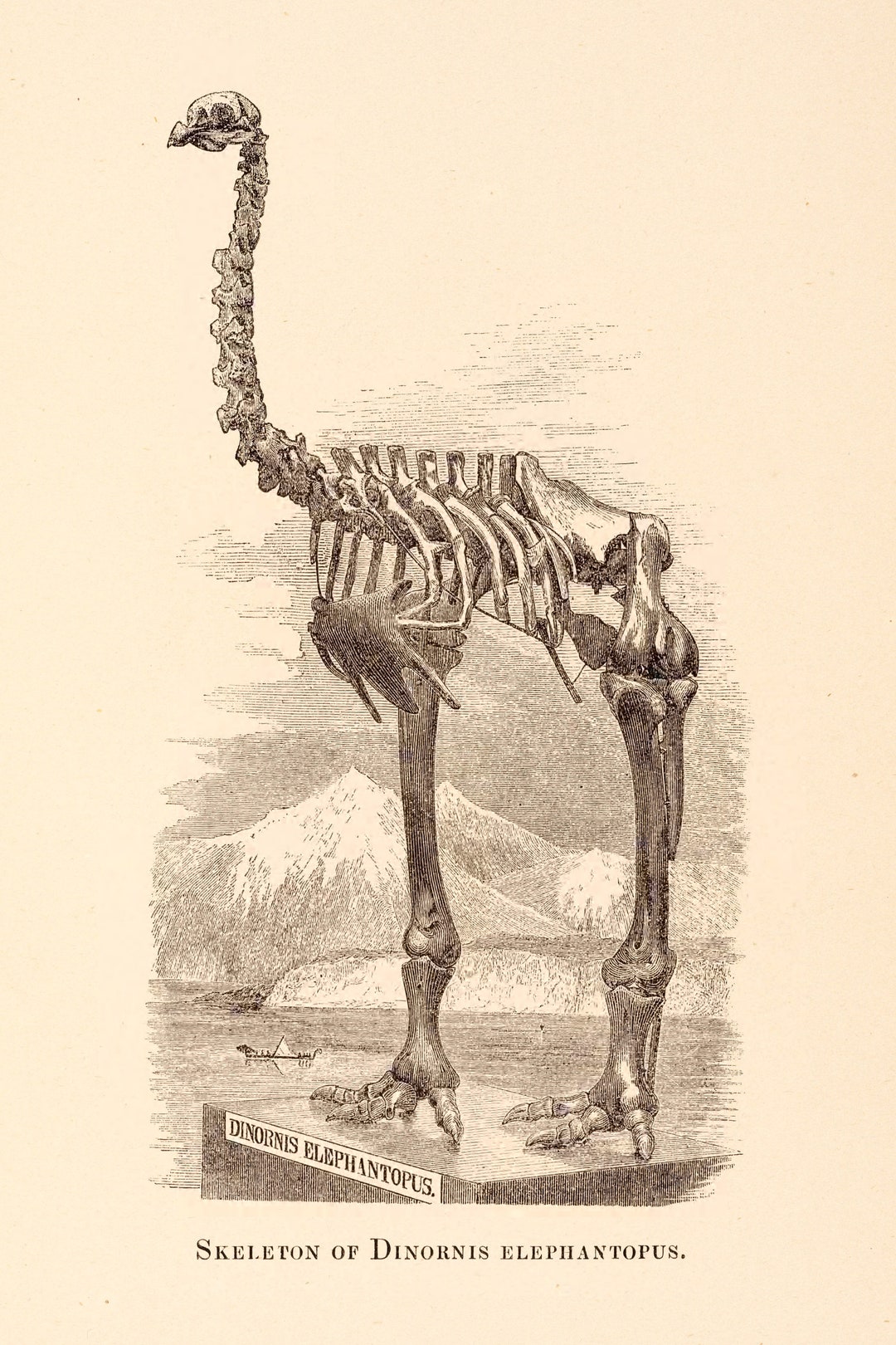 Vintage Drawing of Extinct Elephant Bird Skeleton - Etsy