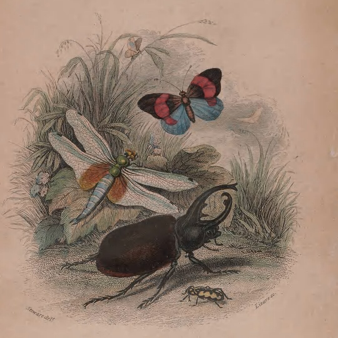 Digital Download of Vintage Insect Scene Drawing - Etsy