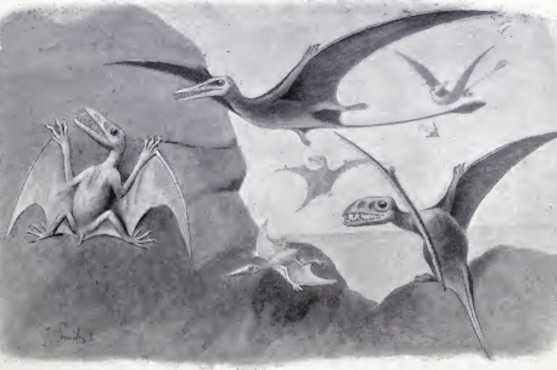 Collection of Small Vintage Black and White Extinct Dinosaur Drawings ...