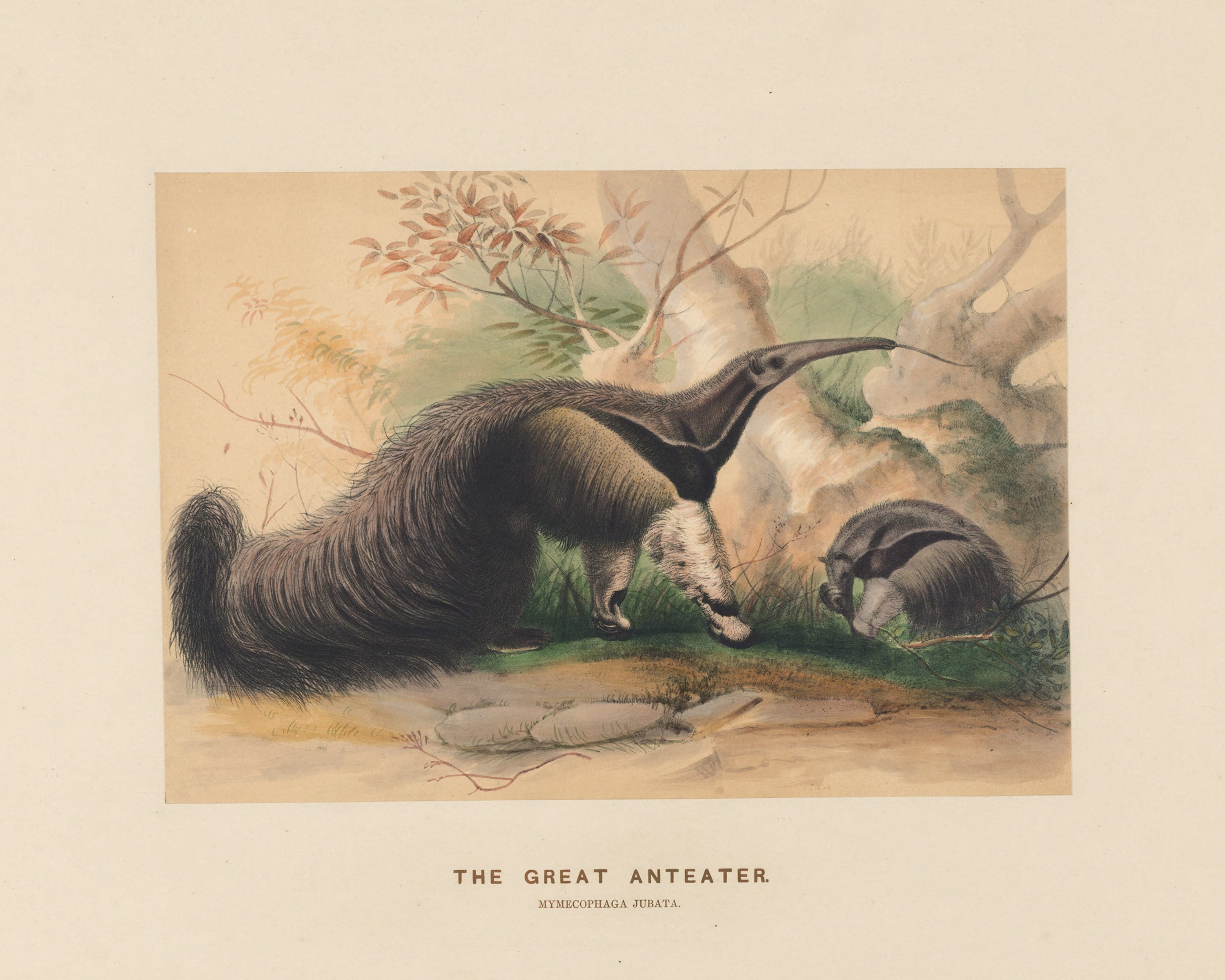 Vintage Drawing of Giant Anteater - Etsy