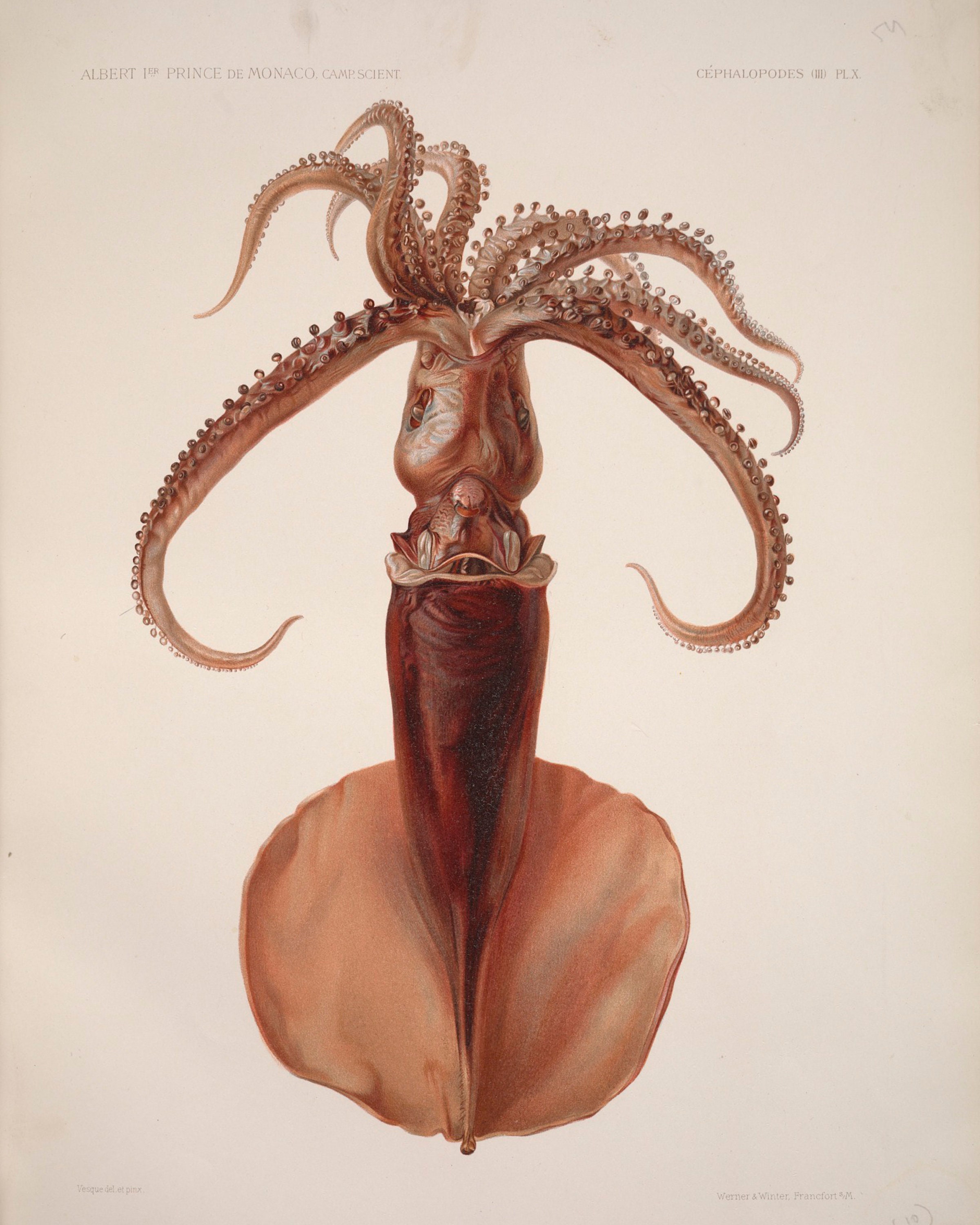 Vintage Squid Drawing