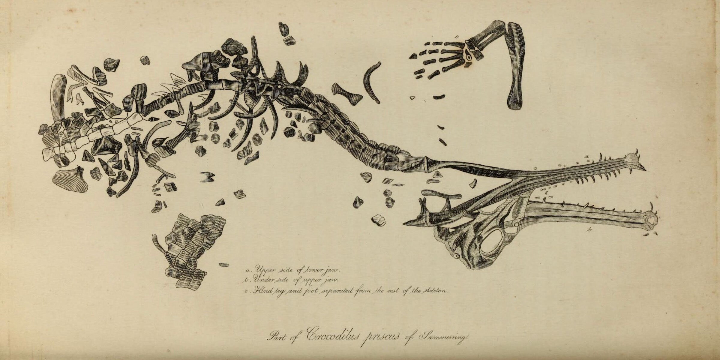 Vintage Crocodile Skeleton Drawing - Etsy