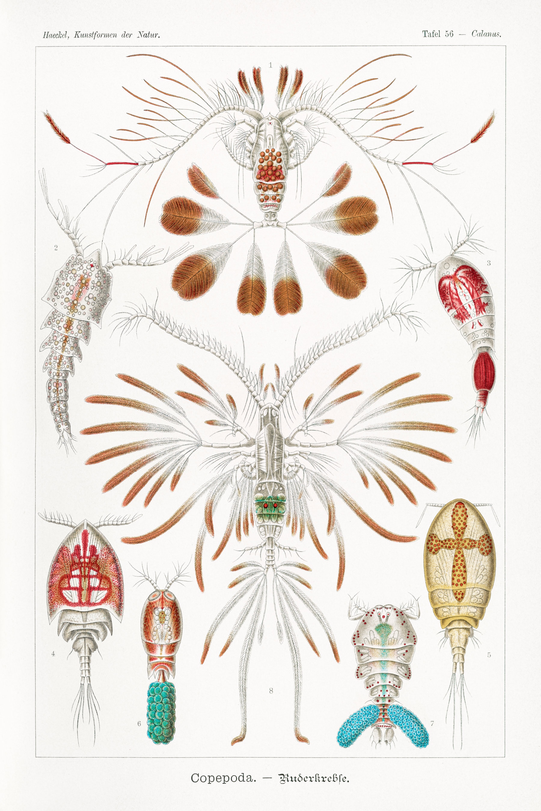 Copepods Drawing
