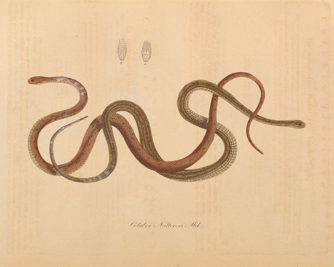 Vintage Snake Illustration