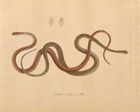 Scientific Snake Illustration