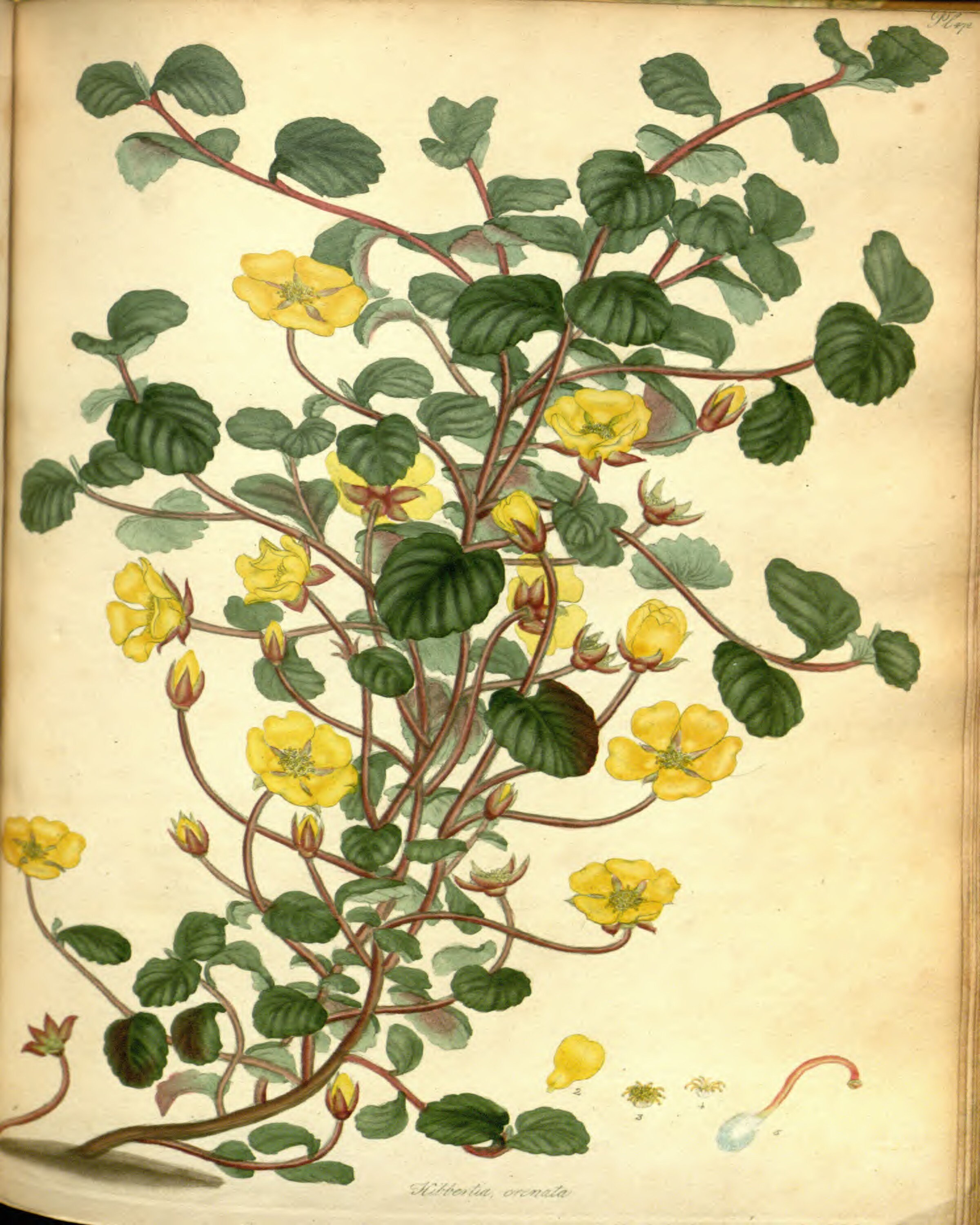 Collection of 10 Vintage Flower Drawings 31-40 - Etsy