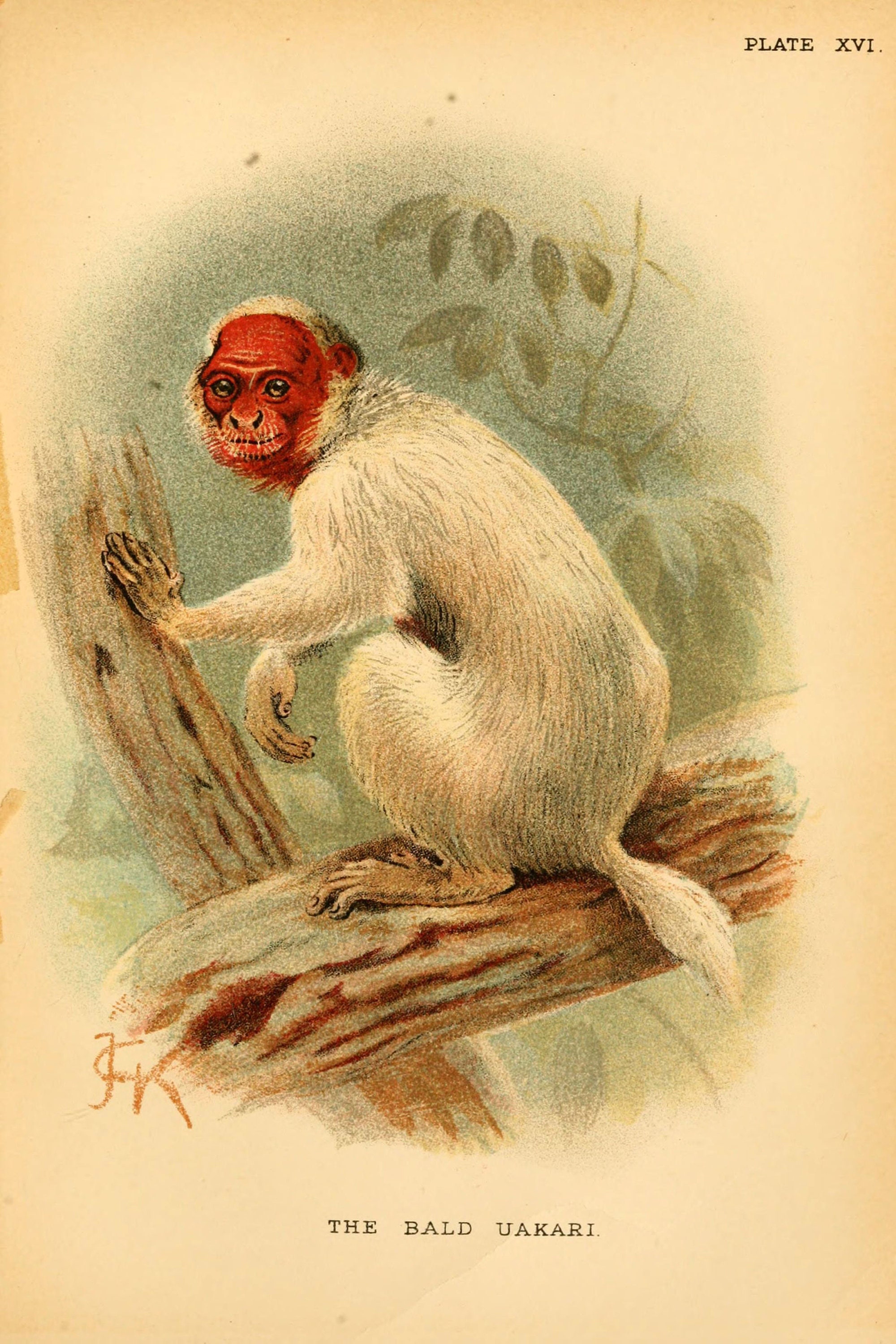 White Uakari