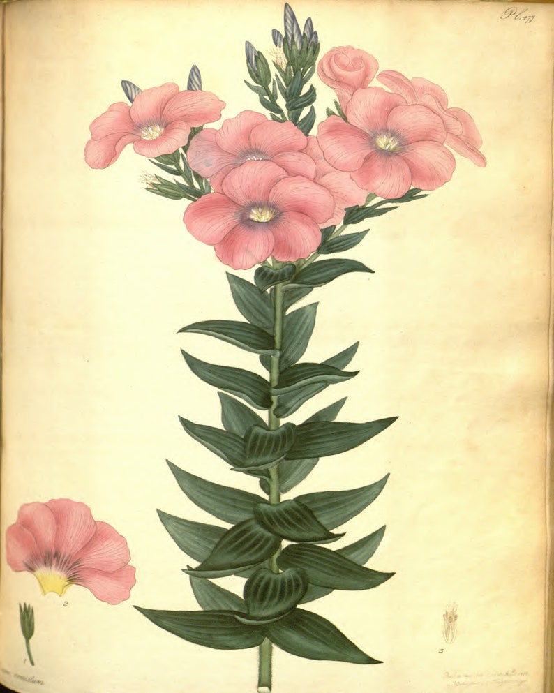 Collection of 10 Vintage Flower Drawings 31-40 - Etsy