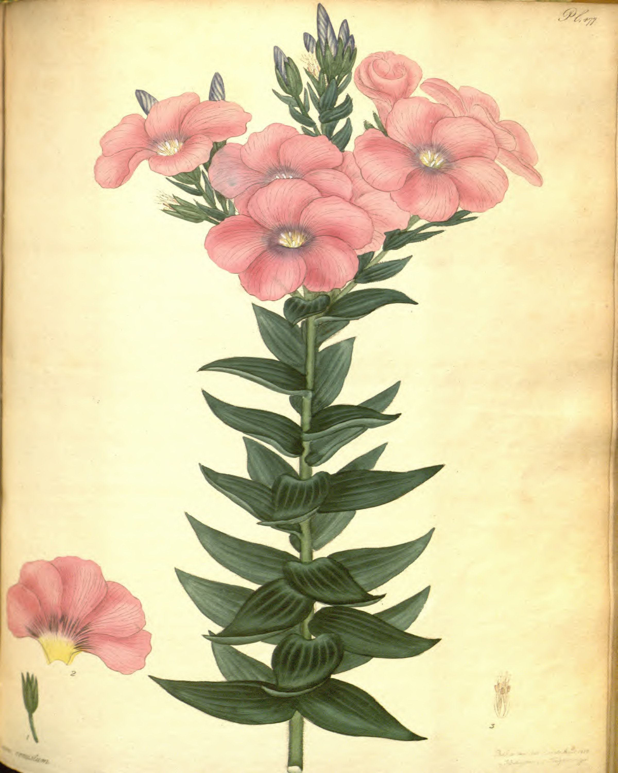 Collection of 10 Vintage Flower Drawings 31-40 - Etsy