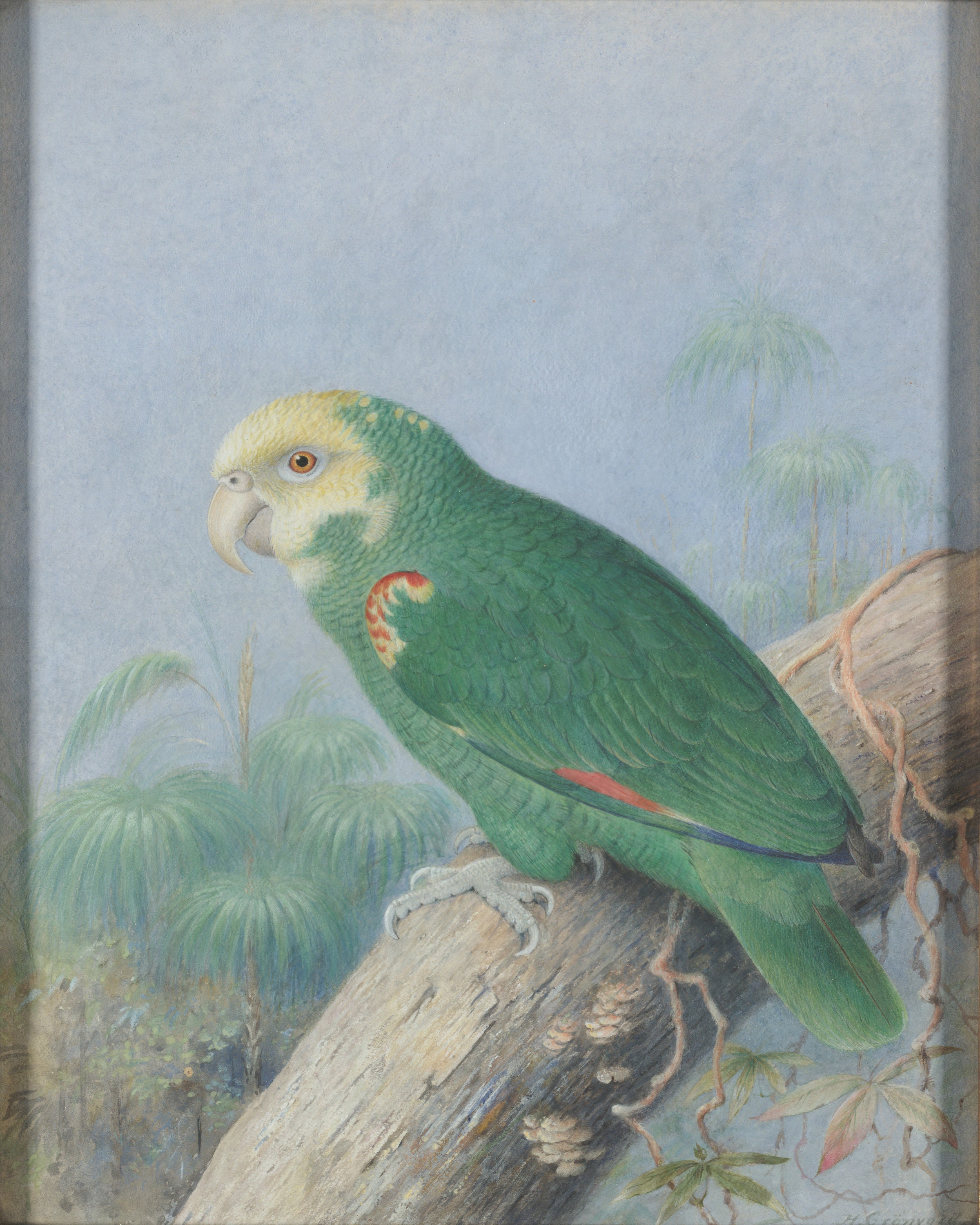 Coloured Vintage Parrot Painting Digital Download - Etsy