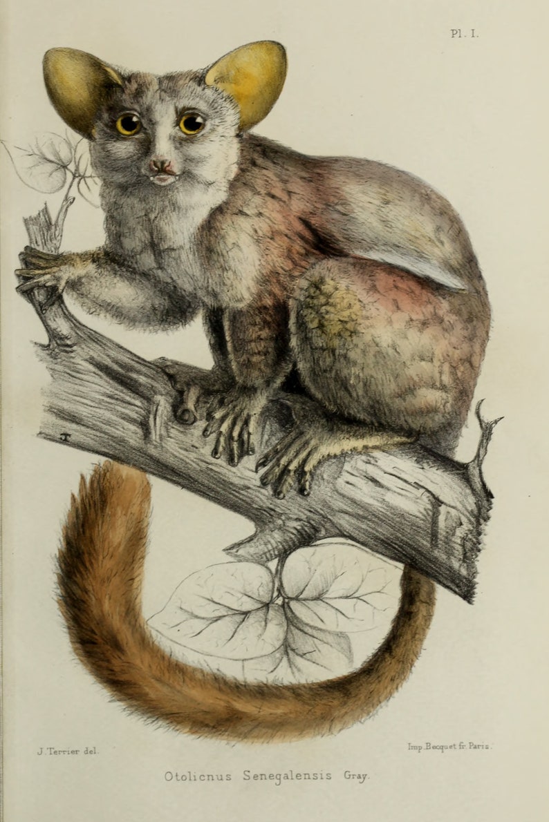 Vintage Scientific Sketch of a Small Primate Lesser Bushbaby - Etsy
