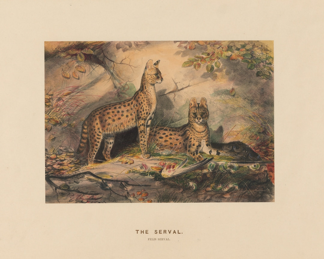 Vintage Drawing of Two Servals - Etsy
