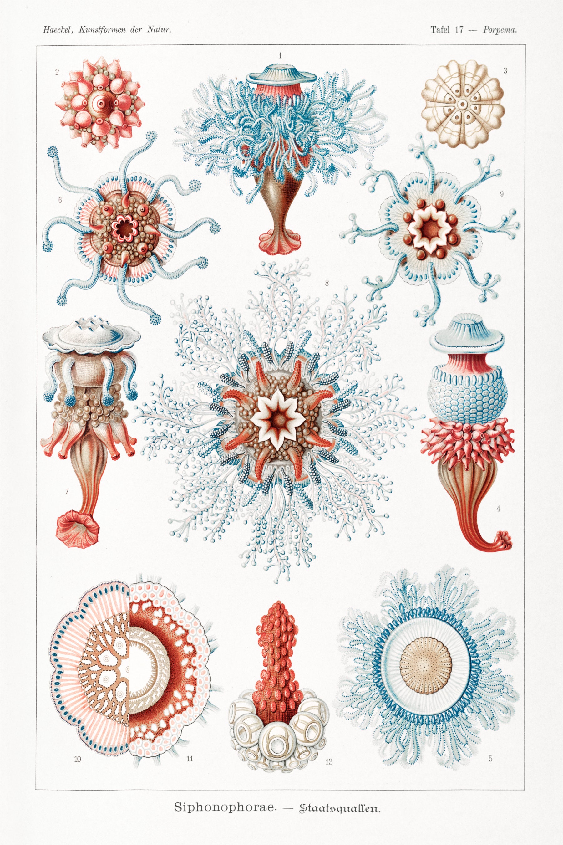 Vintage Scientific Illustration of Hydrozoans in Shades of Red and Blue ...
