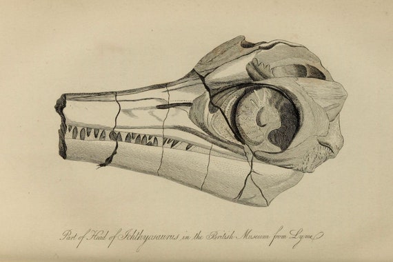 Vintage Ichthyosaurus Skull Digital Download | Etsy