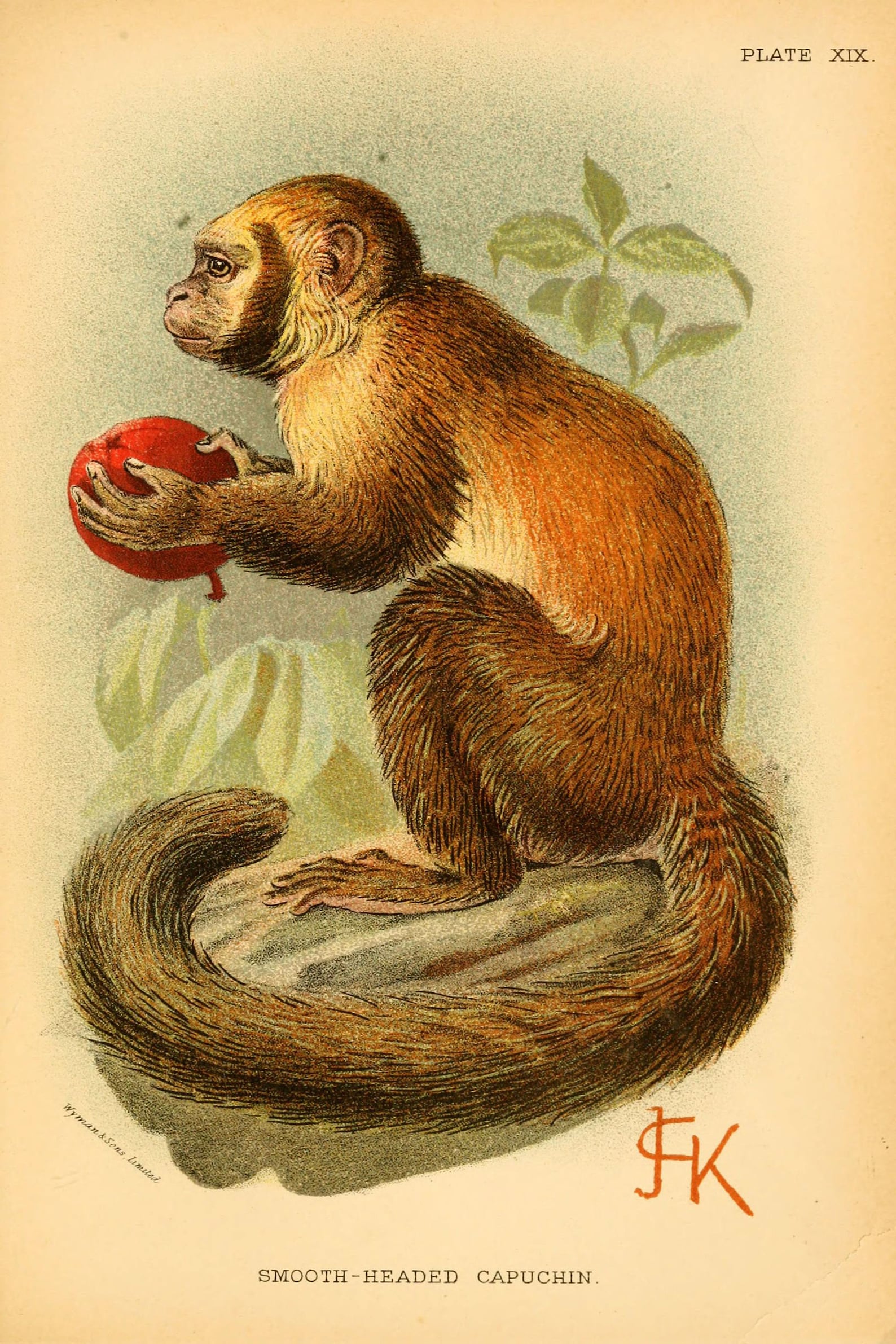 Vintage Illustration of a Smooth-headed Capuchin Digital Download - Etsy
