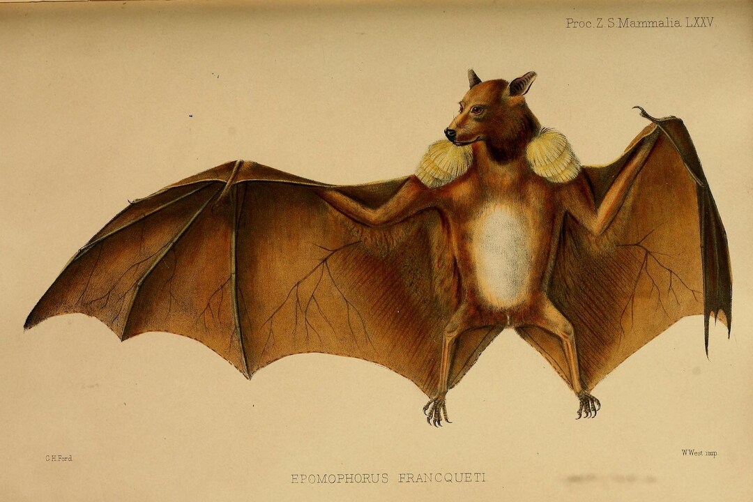 Vintage Illustration of a Fruit Bat Digital Download - Etsy
