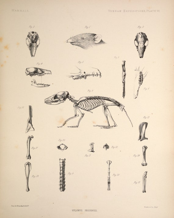 Vintage Drawing of Skeletal Anatomy of Tree Shrew | Etsy