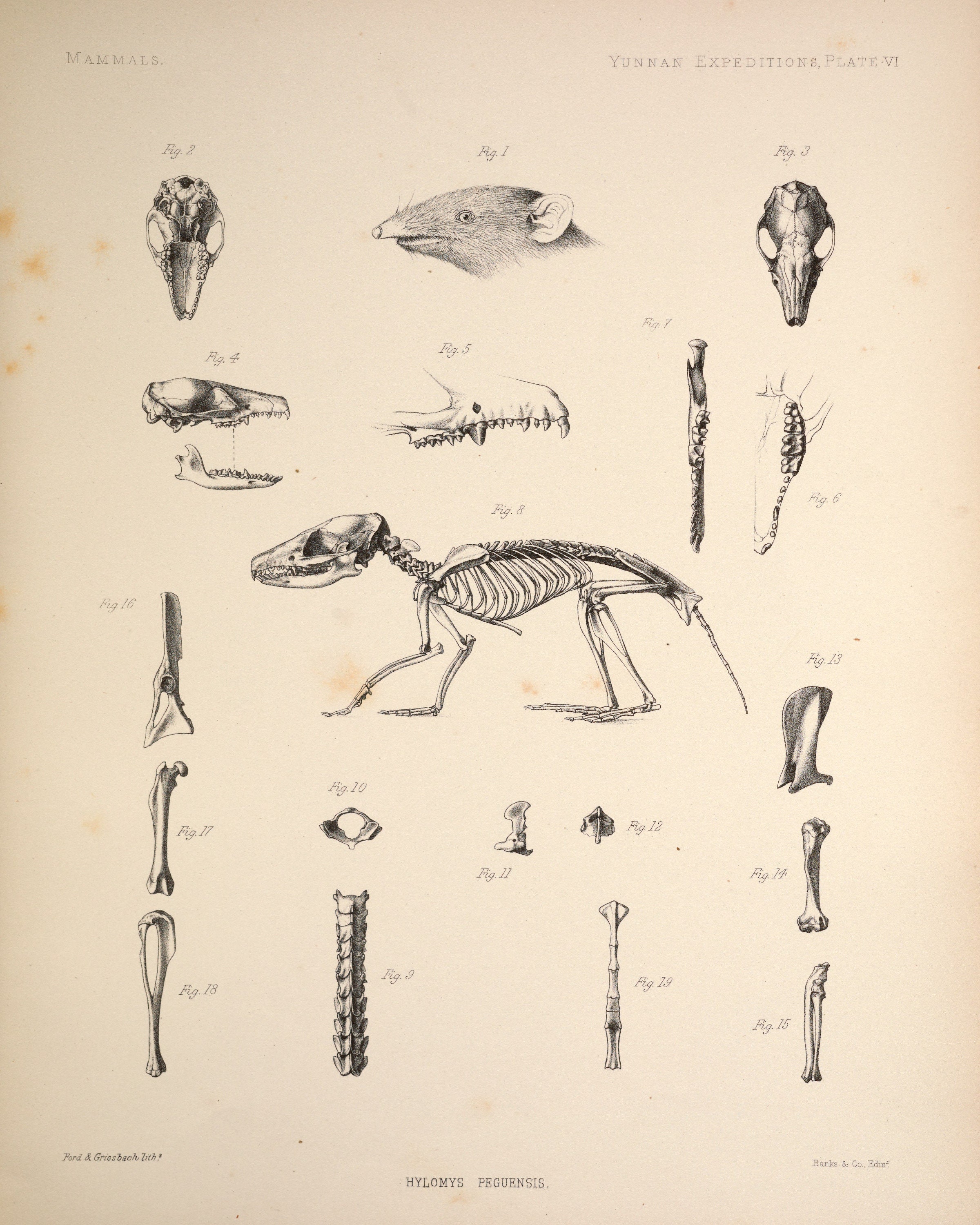 Vintage Drawing of Skeletal Anatomy of Tree Shrew - Etsy Canada