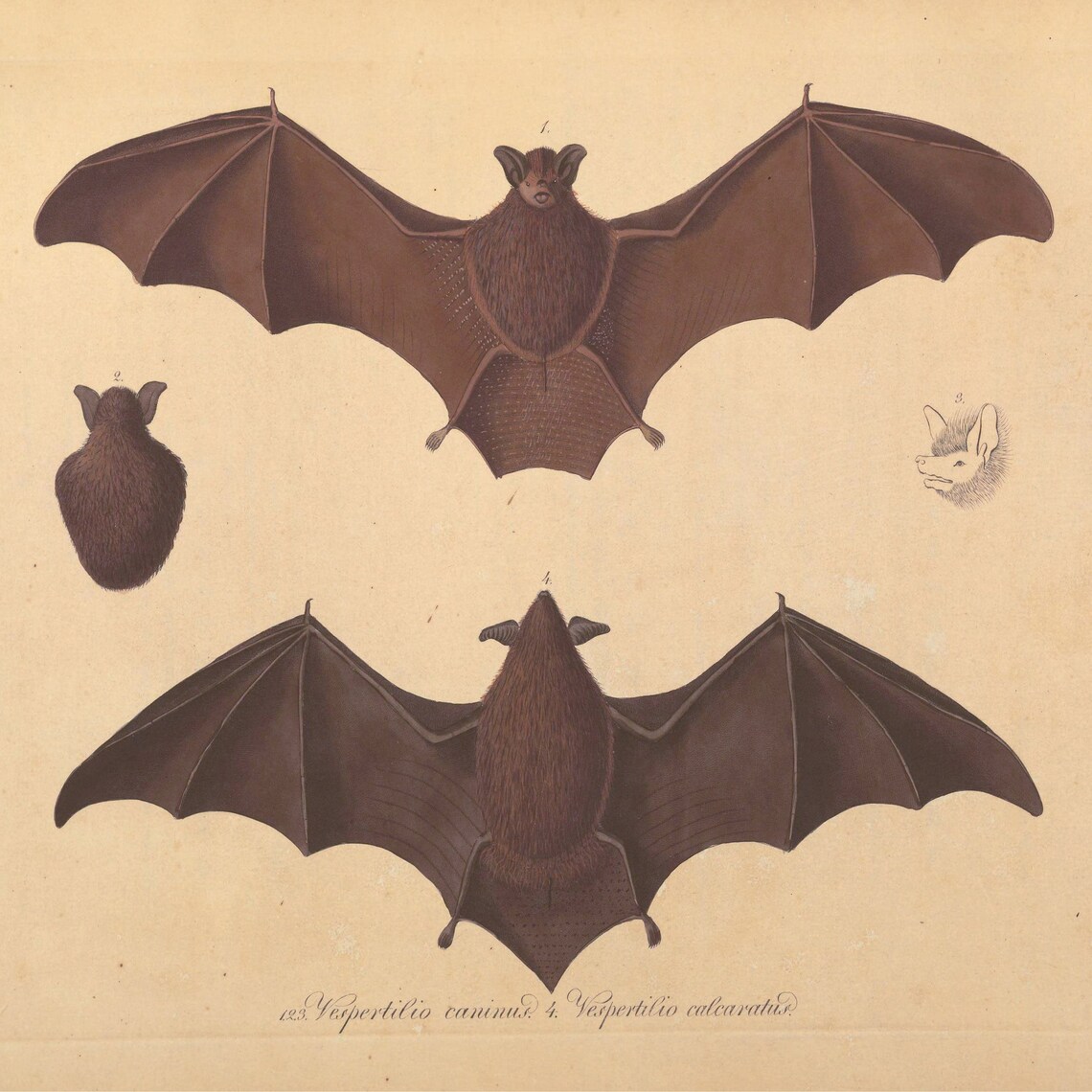 Vintage Scientific Bat Drawing - Etsy
