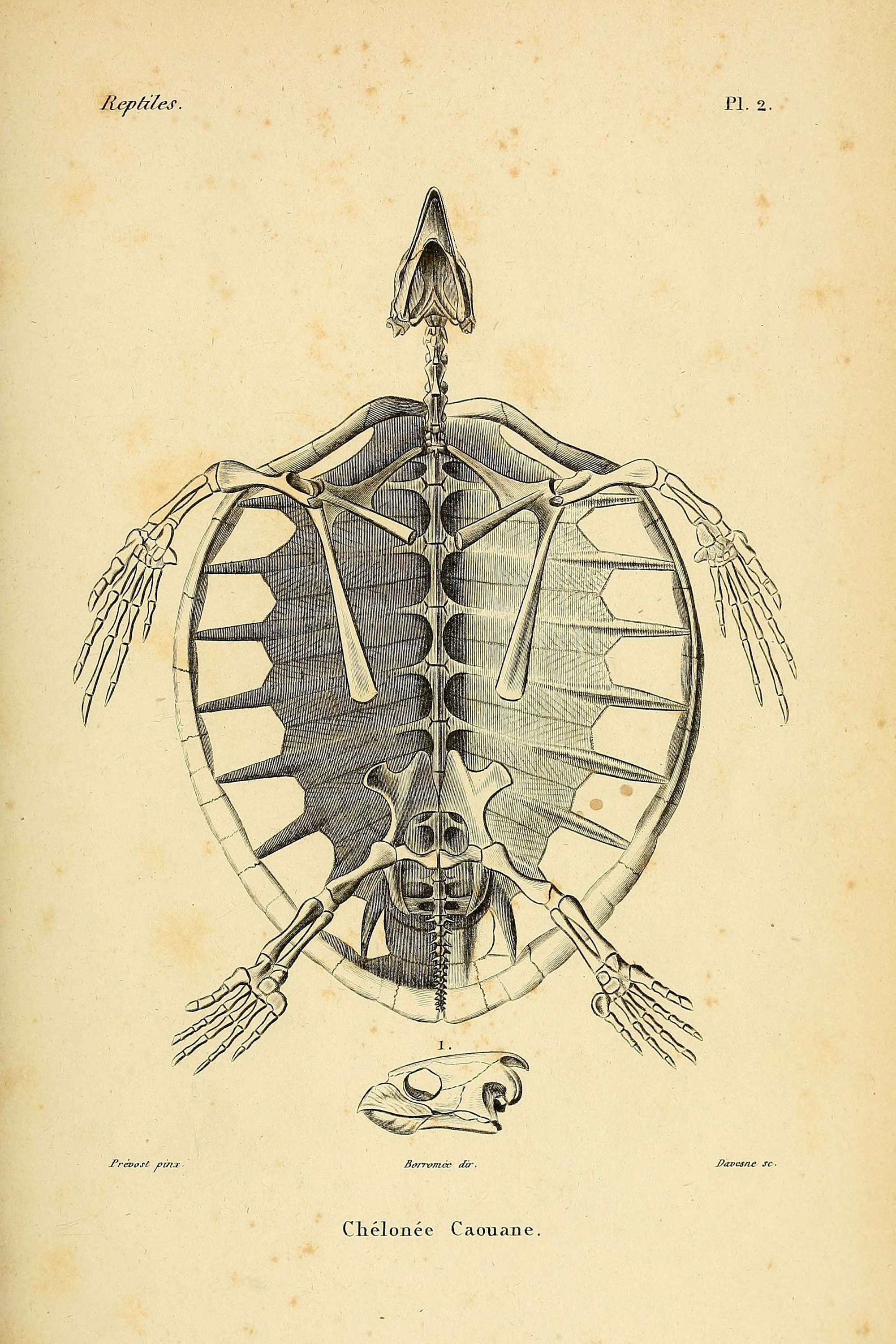 Turtle Skeleton