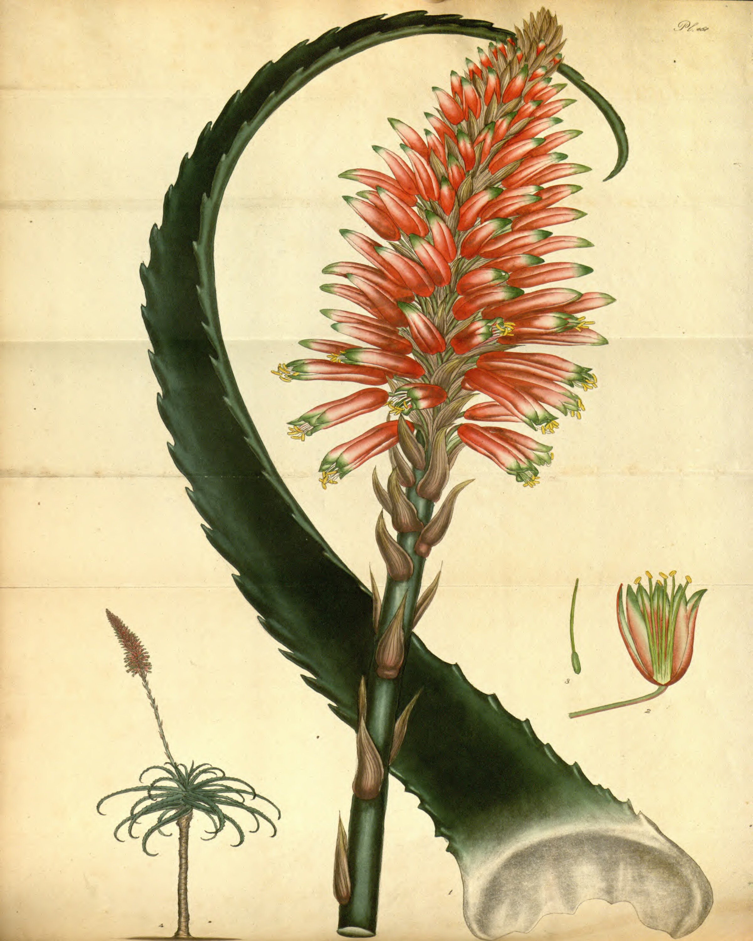 Collection of 10 Vintage Flower Drawings 31-40 - Etsy