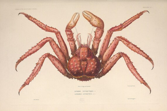 Vintage Illustration of a King Crab | Etsy
