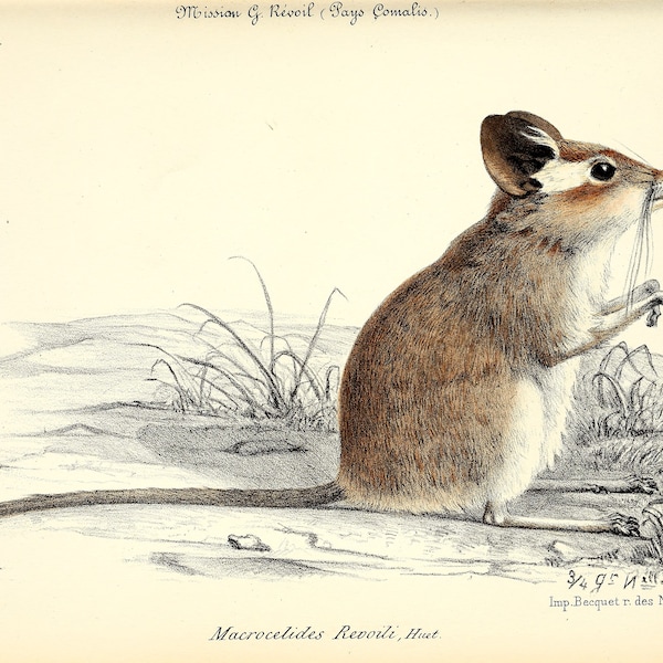 Elephant Shrew - Etsy