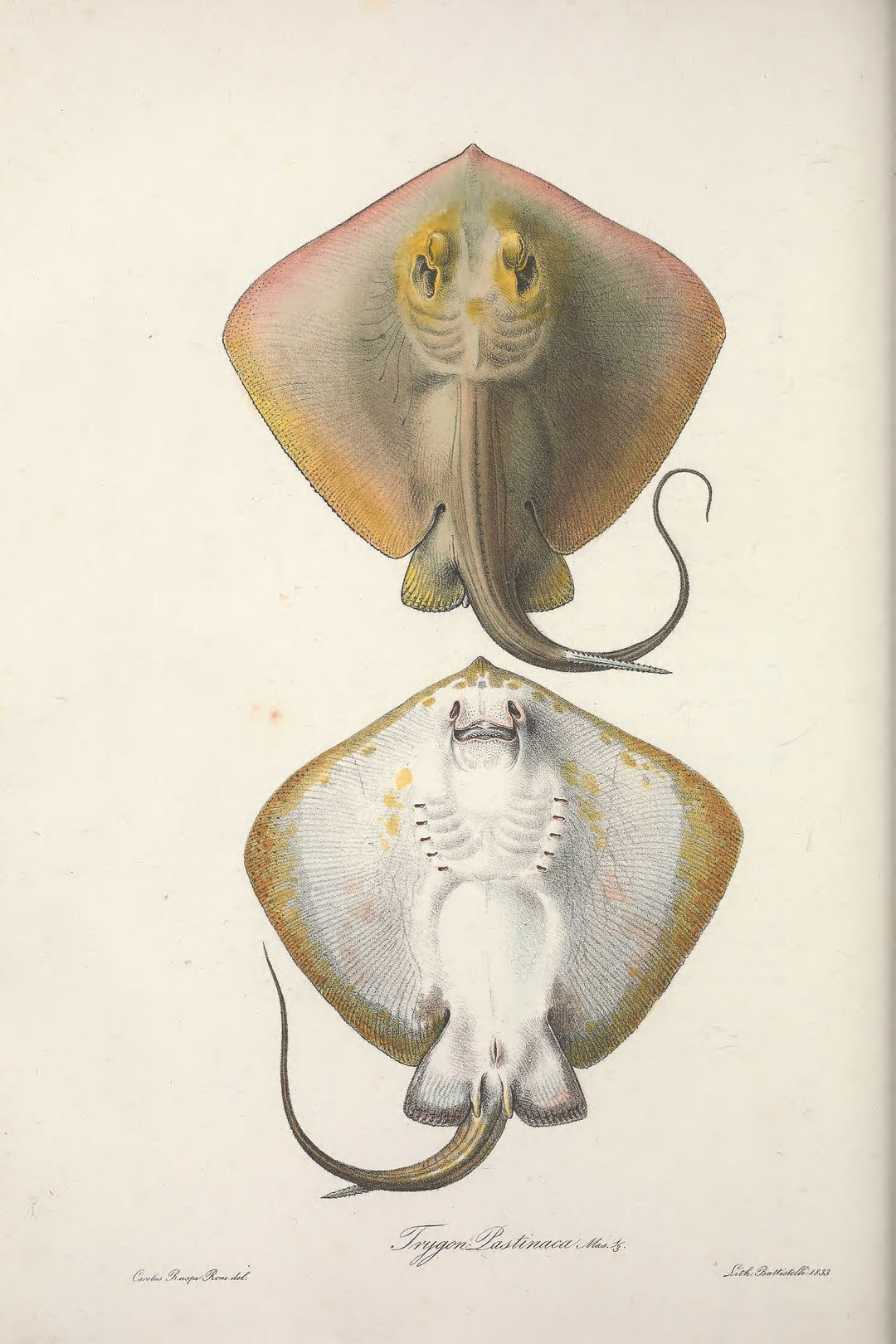 Digital Download of a Vintage Front and Back Stingray Drawing - Etsy