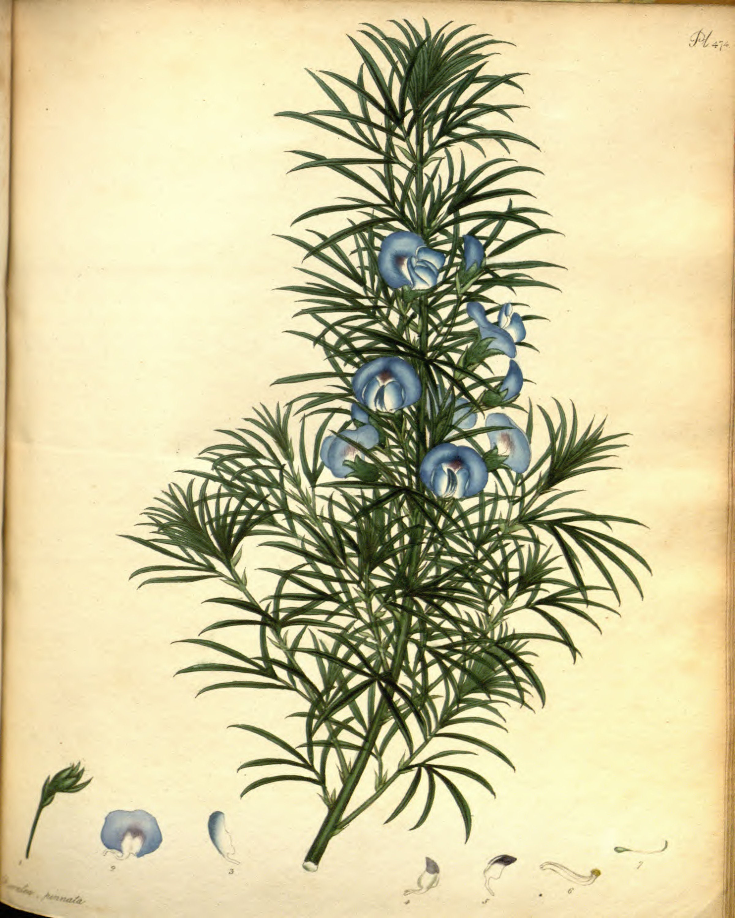 Collection of 10 Vintage Flower Drawings 31-40 - Etsy