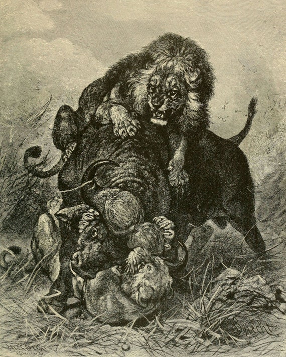 How To Draw A Lioness Hunting