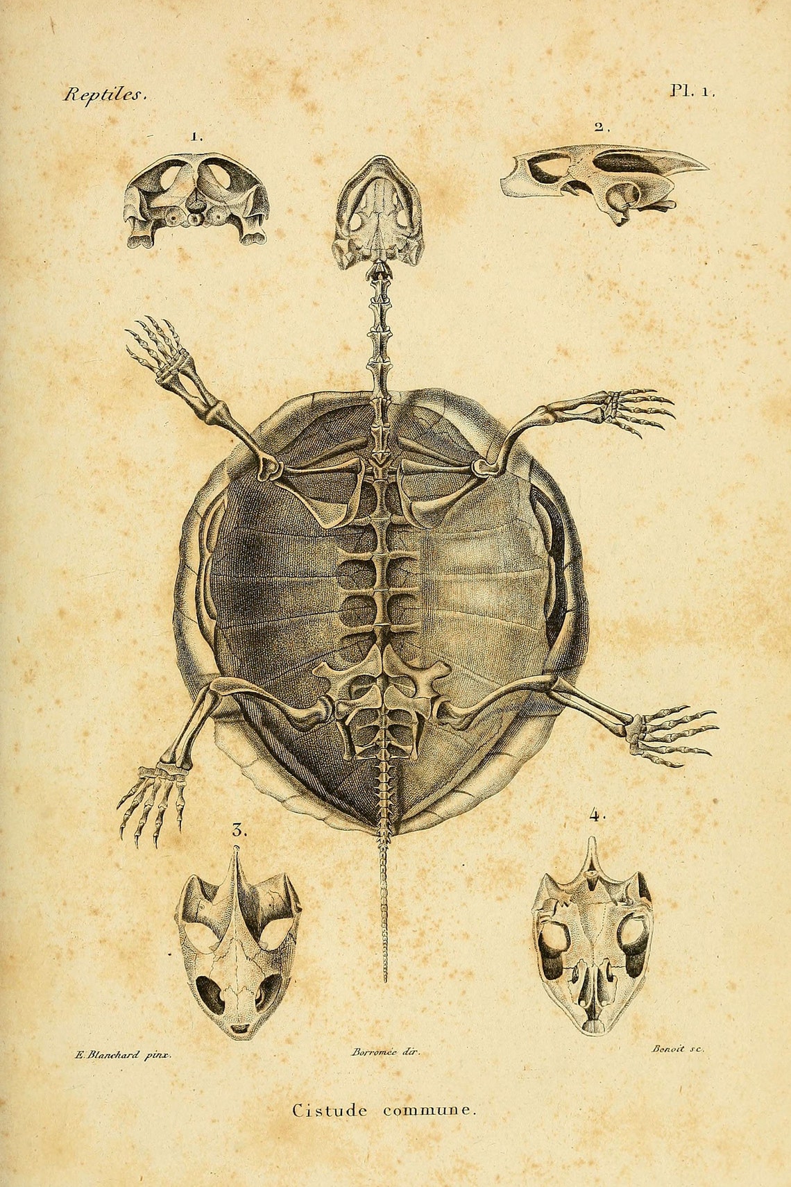 Vintage Drawing of a Turtle Skeleton on Yellowed Paper Digital Download ...
