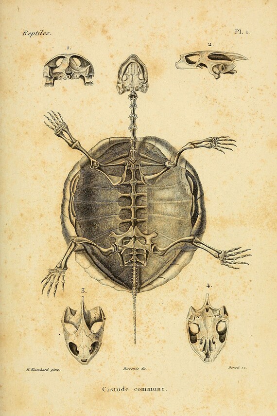 Vintage Drawing of a Turtle Skeleton on Yellowed Paper | Etsy