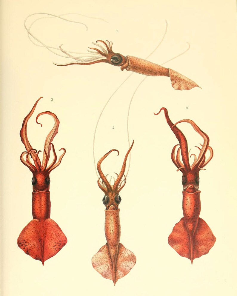 Digital Download of Vintage Squid Drawing - Etsy