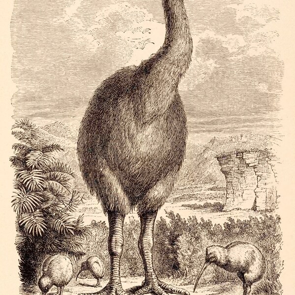 Moa - Etsy