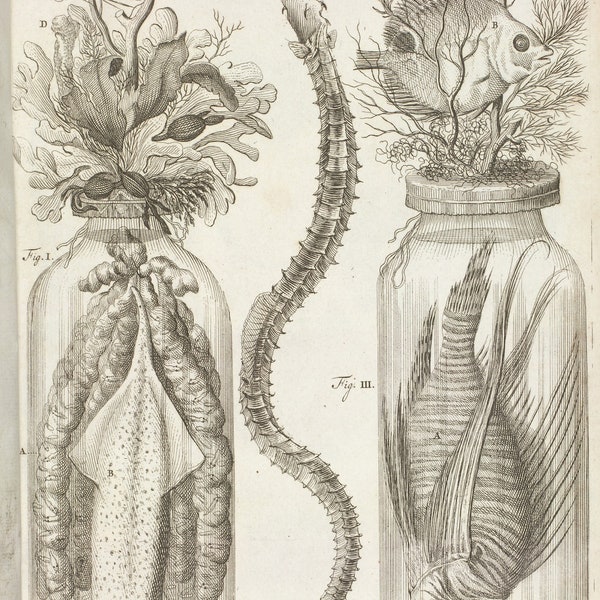 Scientific Illustrations - Etsy