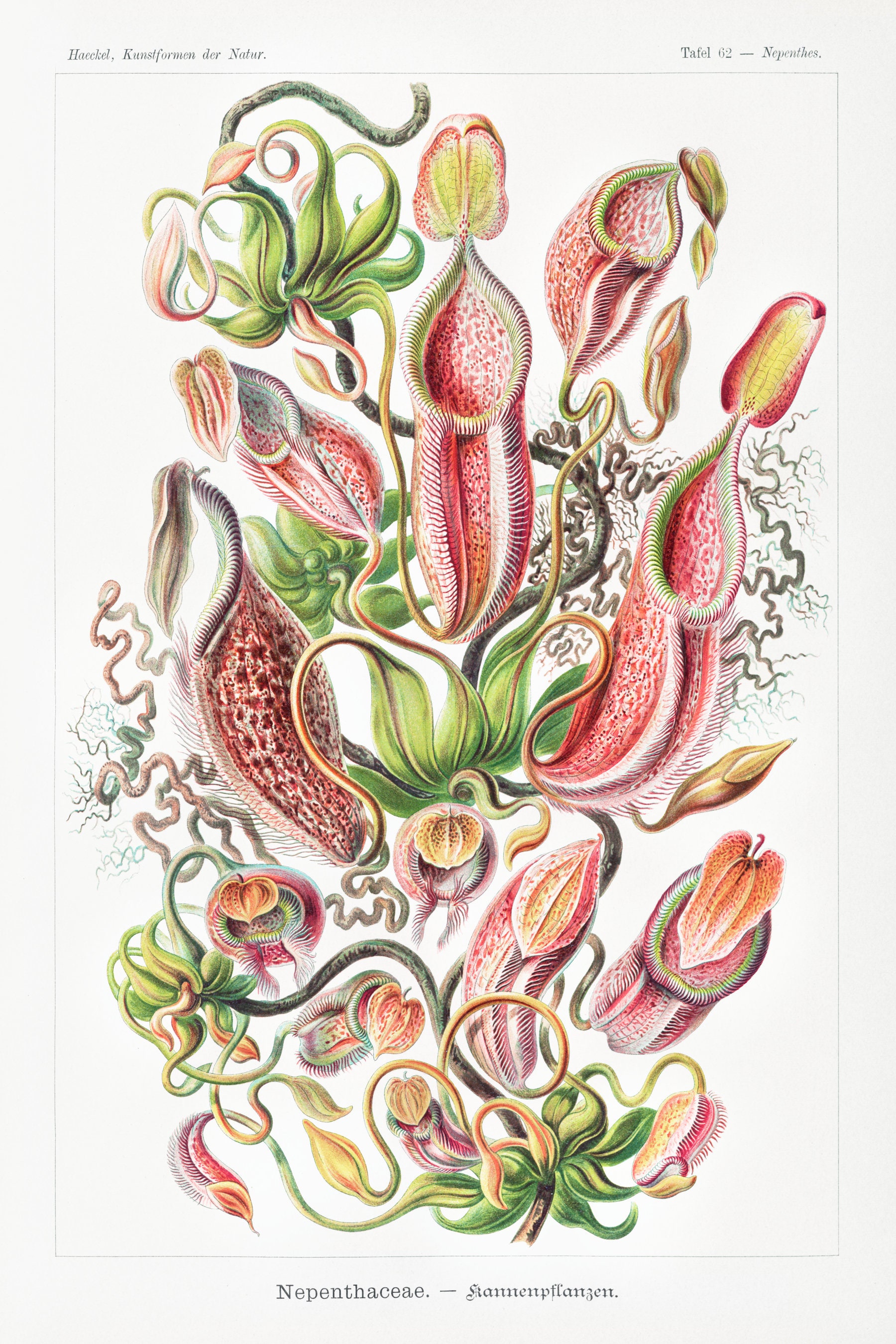 Scientific Illustration Plants