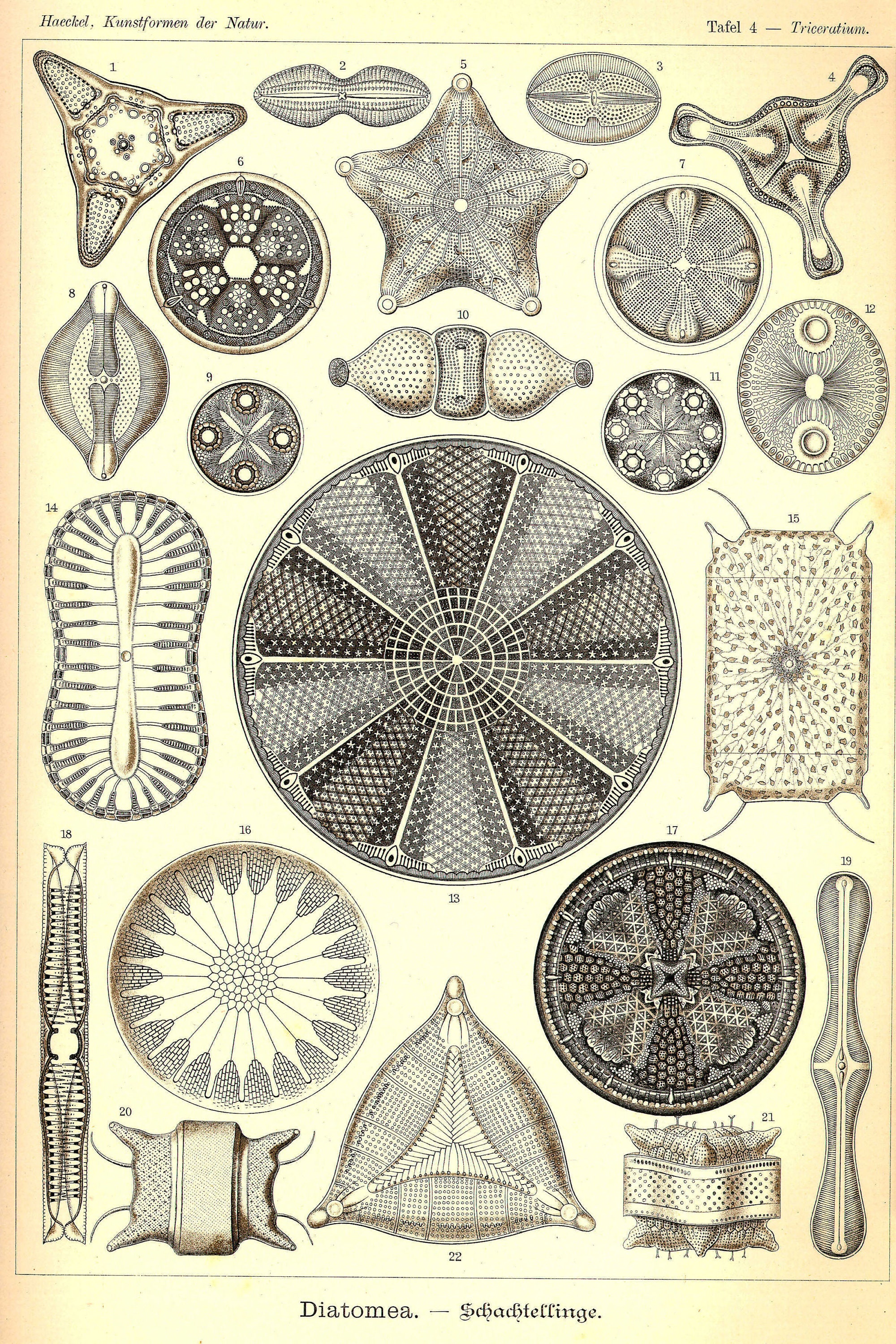 Diatom Drawing
